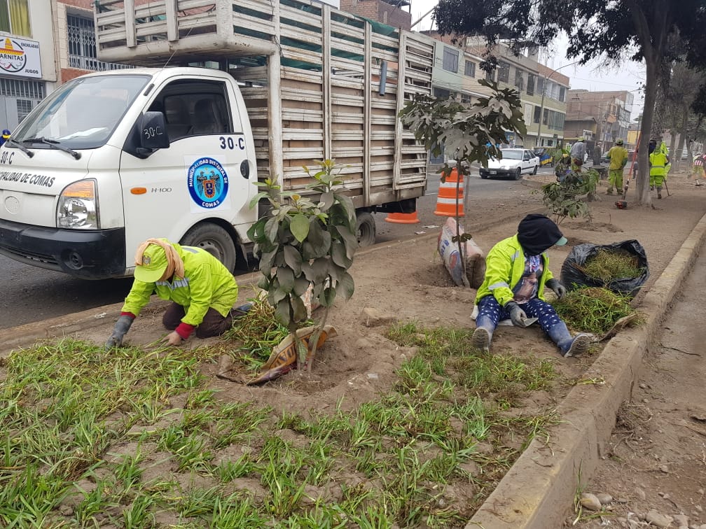 Municipalidad Distrital de Comas